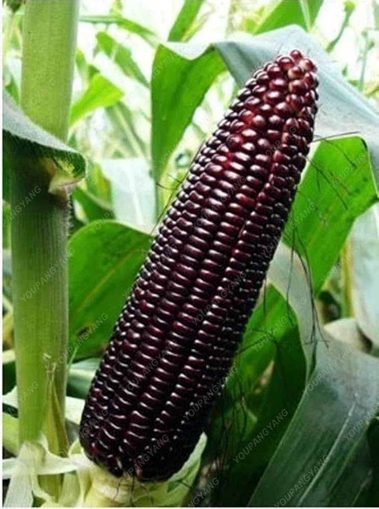 Corn Zea Mays Black Jade Dwarf Sweet Vegetable Seeds for Planting – Suitable for Kitchen Garden ...