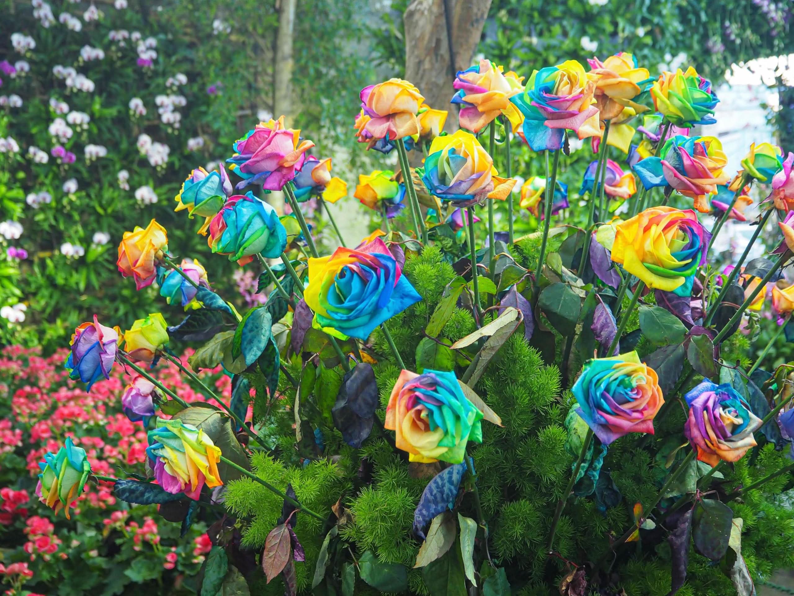 Rose Seeds - Rosa chinensis Chinese Rainbow Colors 9-Pack for Backyard ...