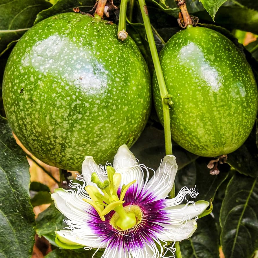Passiflora Incarnata Seeds