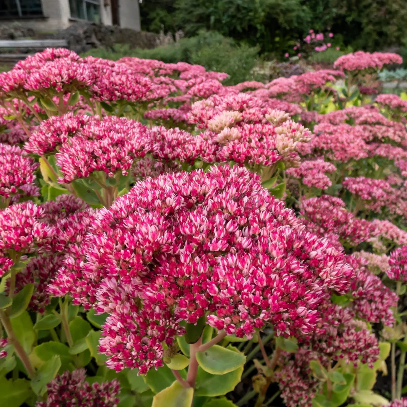 Sedum Emperors Flower Seeds for Planting - NON GMO Seeds - Dharaseeds