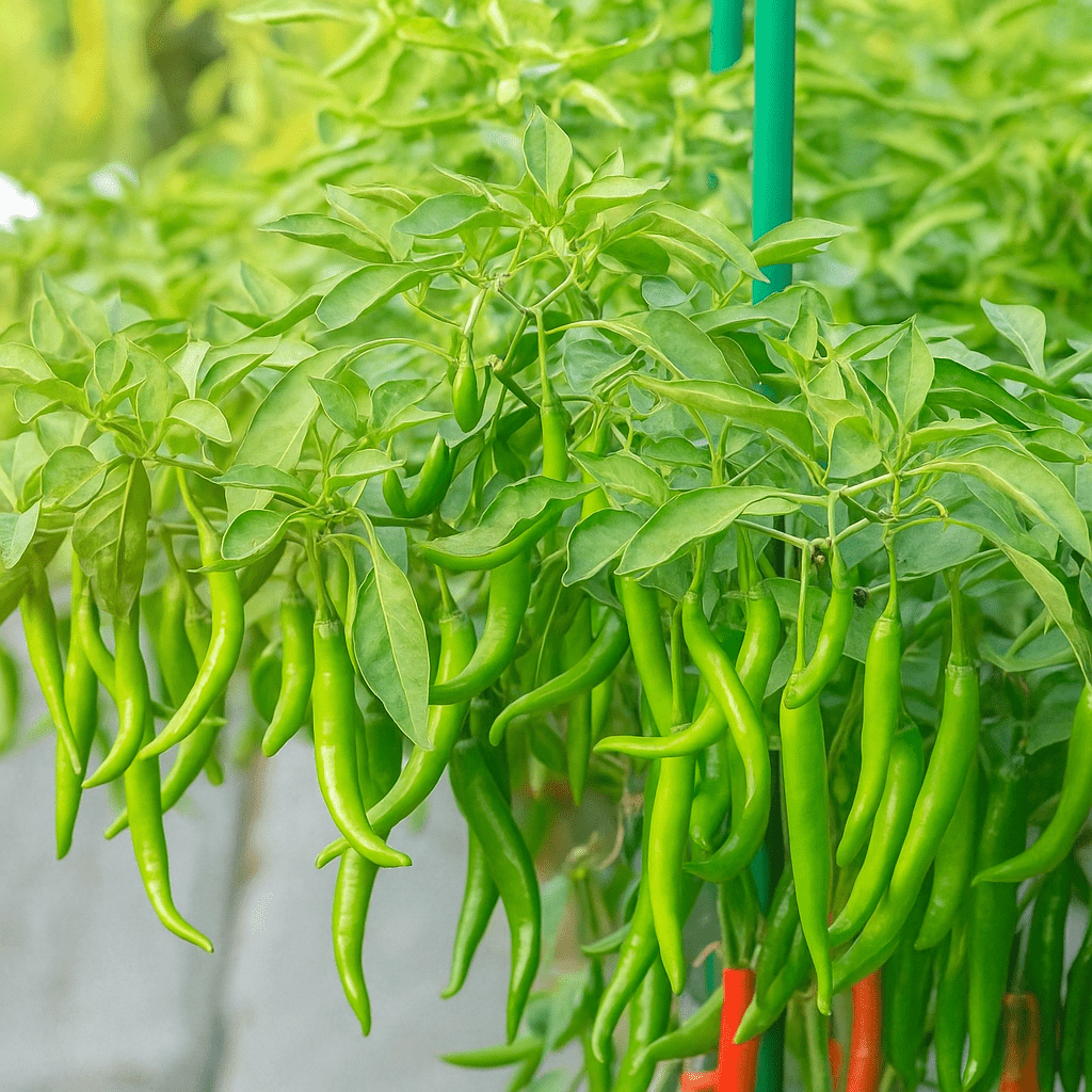Grow Giant Spicy Chili Peppers – Capsicum annuum for Bold Flavor and H ...