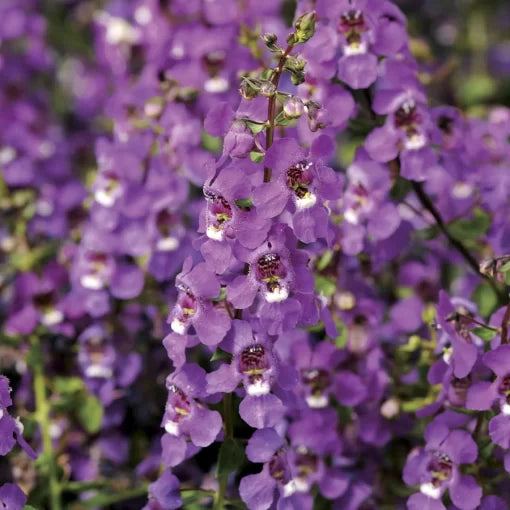 Purple Angelonia Seeds Serena Upright Summer Snapdragon High ...
