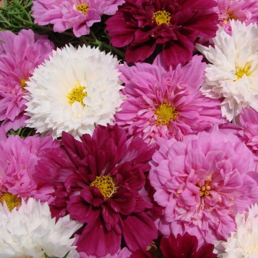 Double Click Cosmos Seeds Fully Double Cosmos Flower Blend High ...