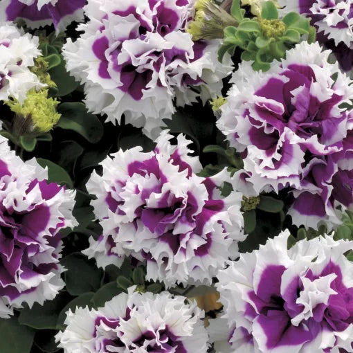 Purple Pirouette Petunia Seeds Ruffled Bi-Color Garden Petunias High ...
