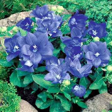 Astra Double Blue Balloon Flower Seeds Double Blue Platycodon Flowers ...