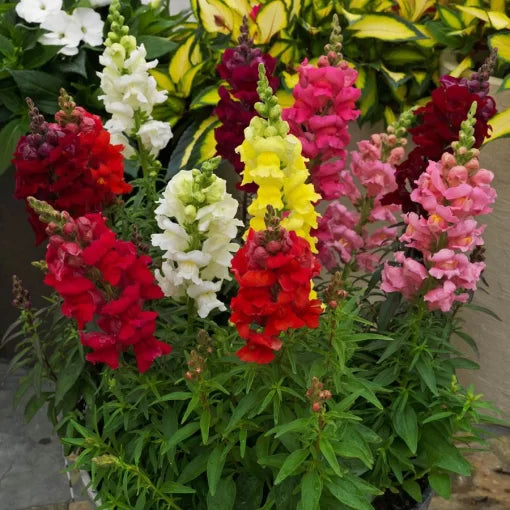 Sonnet Snapdragon Seeds Tall Multicolor Snapdragon Blend High ...