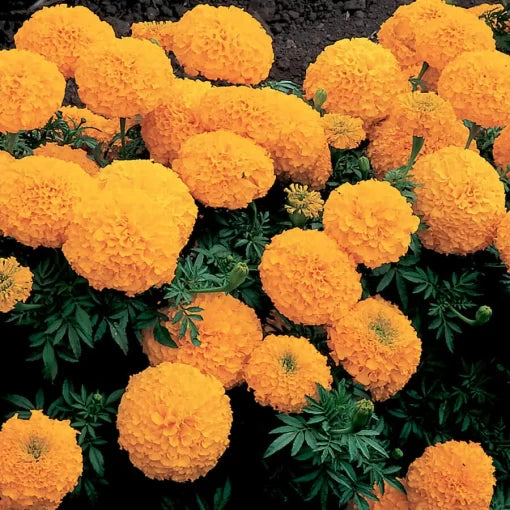 Gold Hybrid Marigold Seeds Giant Bloom Inca Type Marigold High ...