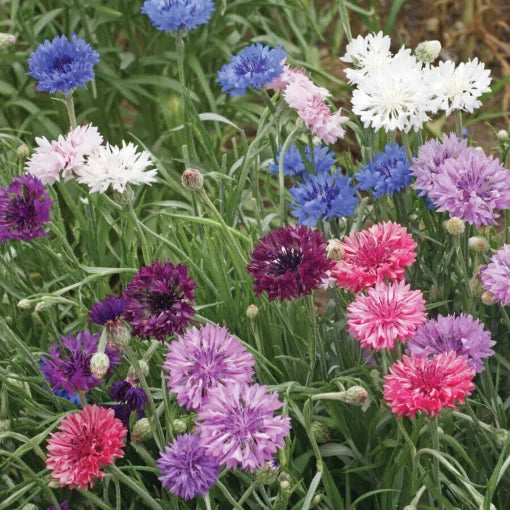 Polka Dot Centaurea Seeds Dwarf Mixed Bachelor s Button Blend High ...