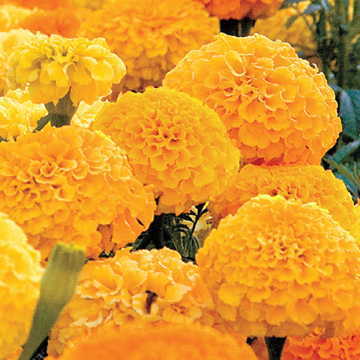 Whopper Gold Marigold Seeds Giant Golden Bloom Marigolds High ...