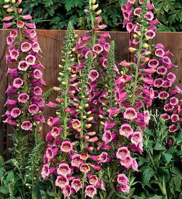 Rose Hybrid Foxglove Seeds Camelot Rose-Toned Hybrid Foxglove High ...