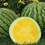 Buttercup Watermelon Fruit Seeds for Planting - Growing Refreshing and ...