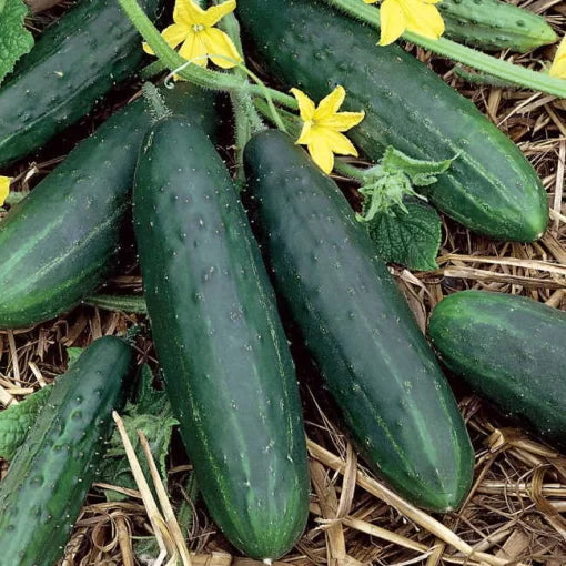 Spacemaster Cucumber Seeds High Germination Garden Seeds – Heirloom ...