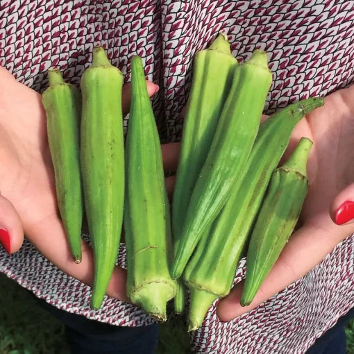 Clemson Spineless Okra Seeds Smooth Pod Classic Okra Variety High ...