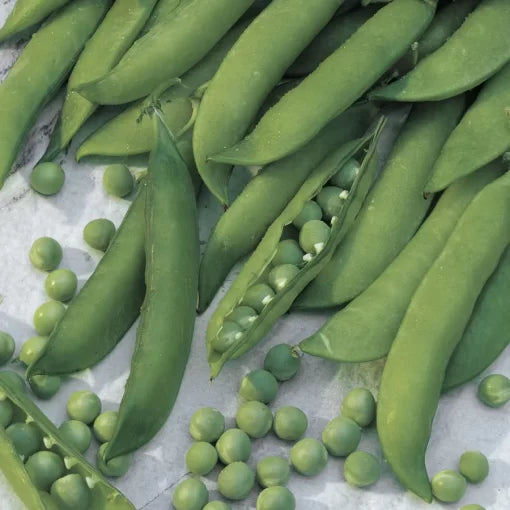 Mr Big Pea Seeds Extra-Large Shelling Garden Peas High Germination ...