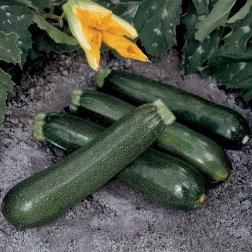 Contender Hybrid Squash Seeds Early High-Yield Yellow Summer Squash ...
