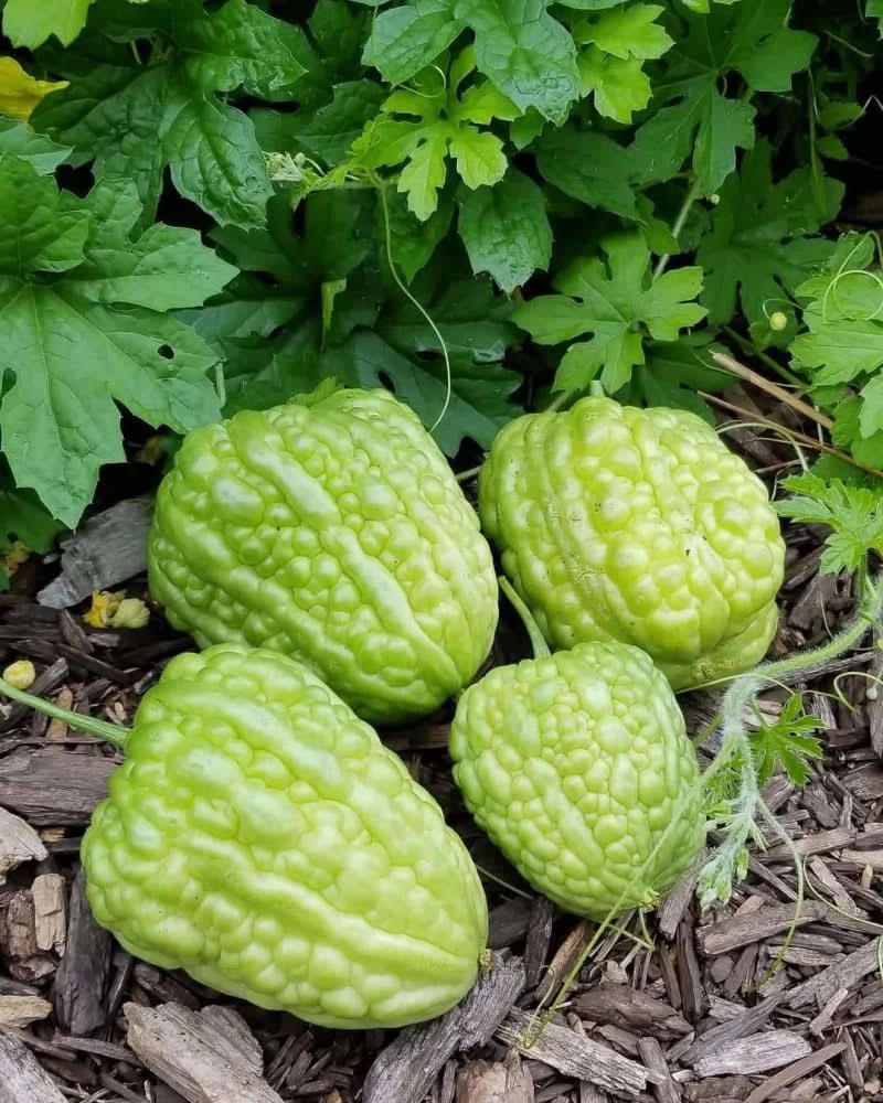 Bitter gourd round green chinese variety Seeds for Planting heirloom ...