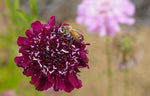 Scabiosa Atropurpurea Indian Cockade Seeds – Perennial Pollinator ...