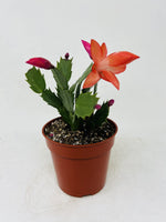 Schlumbergera Seeds – Red Zygocactus Truncatus Perennial Variety for ...