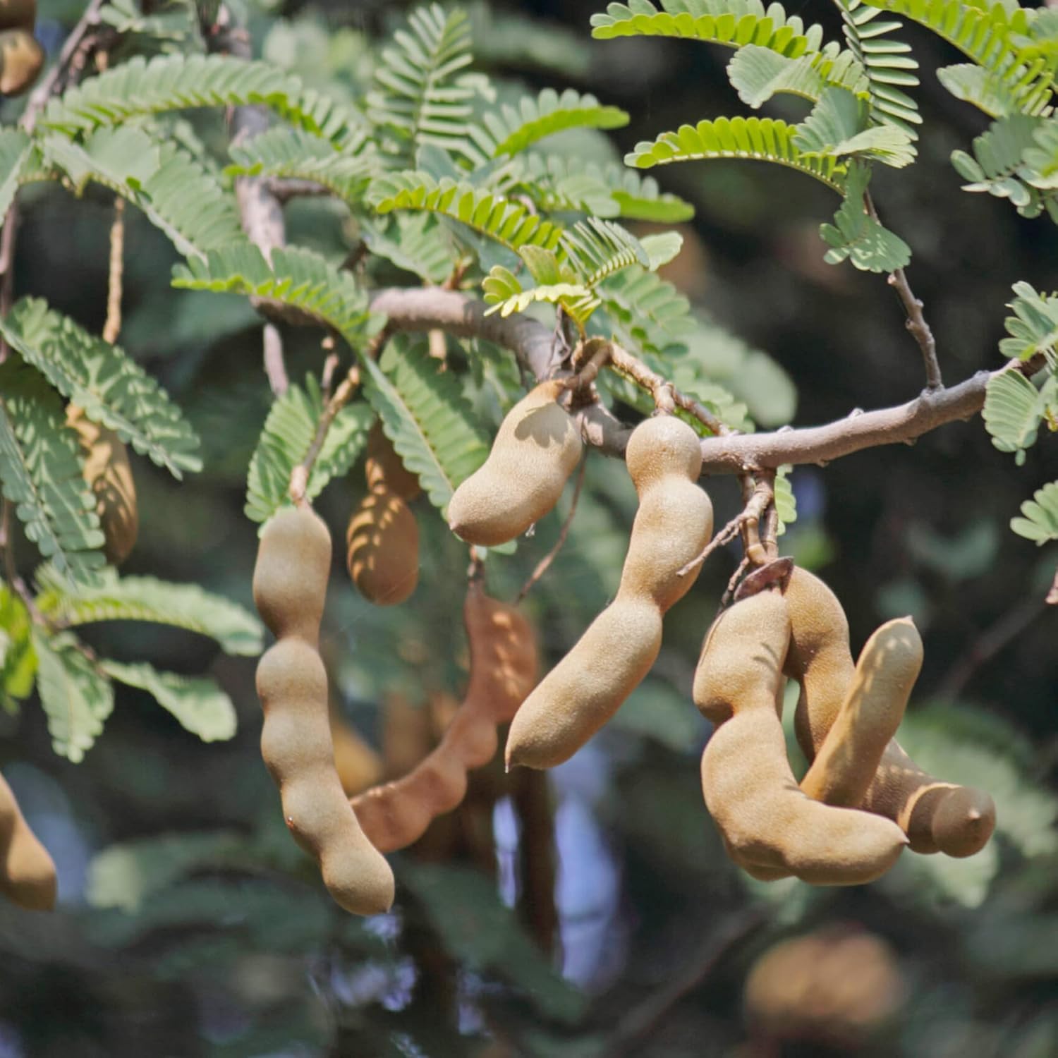 White Tamarind Seeds - Leucaena Leucocephala | Fast-Growing Tropical ...