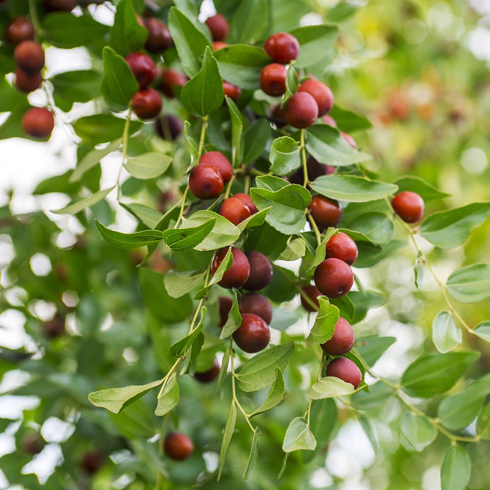 Jujube Seeds - Zizyphus Prolific Variety | Heirloom Trees for Home ...
