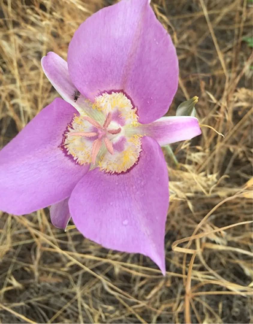 Calochortus Macrocarpus Seeds – Heirloom Non-GMO Pink Flowering ...