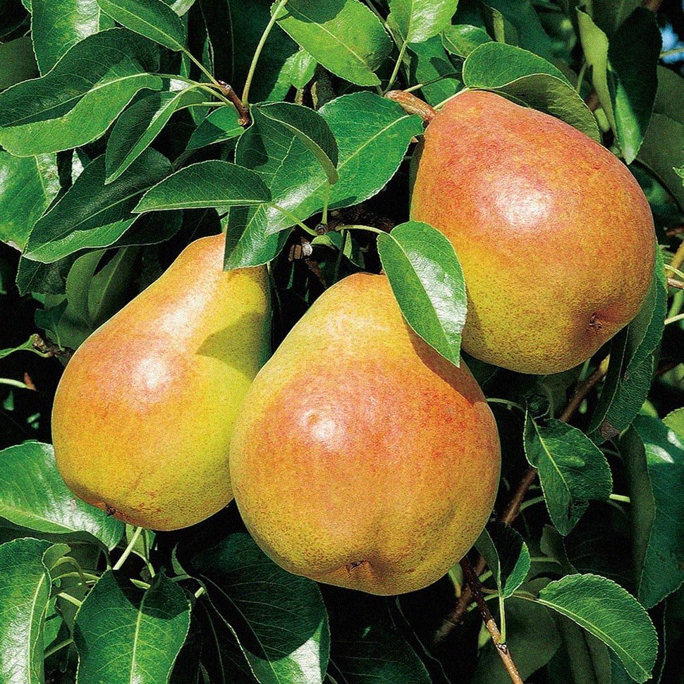 British Columbia Fruit Seeds – Grow Robust and Hardy Fruit Trees ...