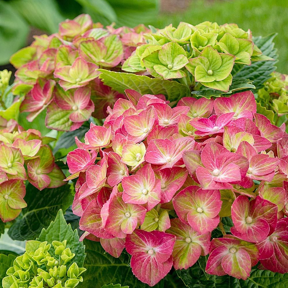 Heirloom Green Pink Hydrangea Flower Seeds, Non-GMO Colorful Blooms for ...