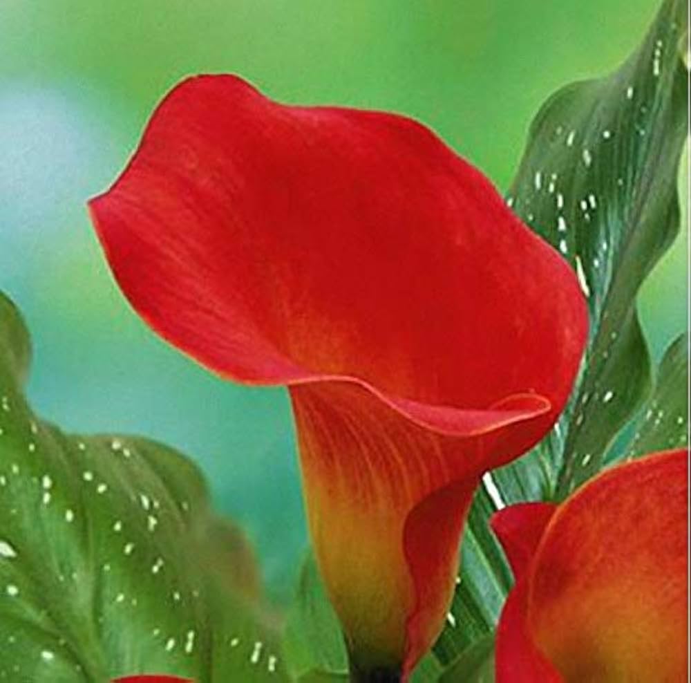 Calla Lily Seeds - Zantedeschia aethiopica for Garden and Borders ...