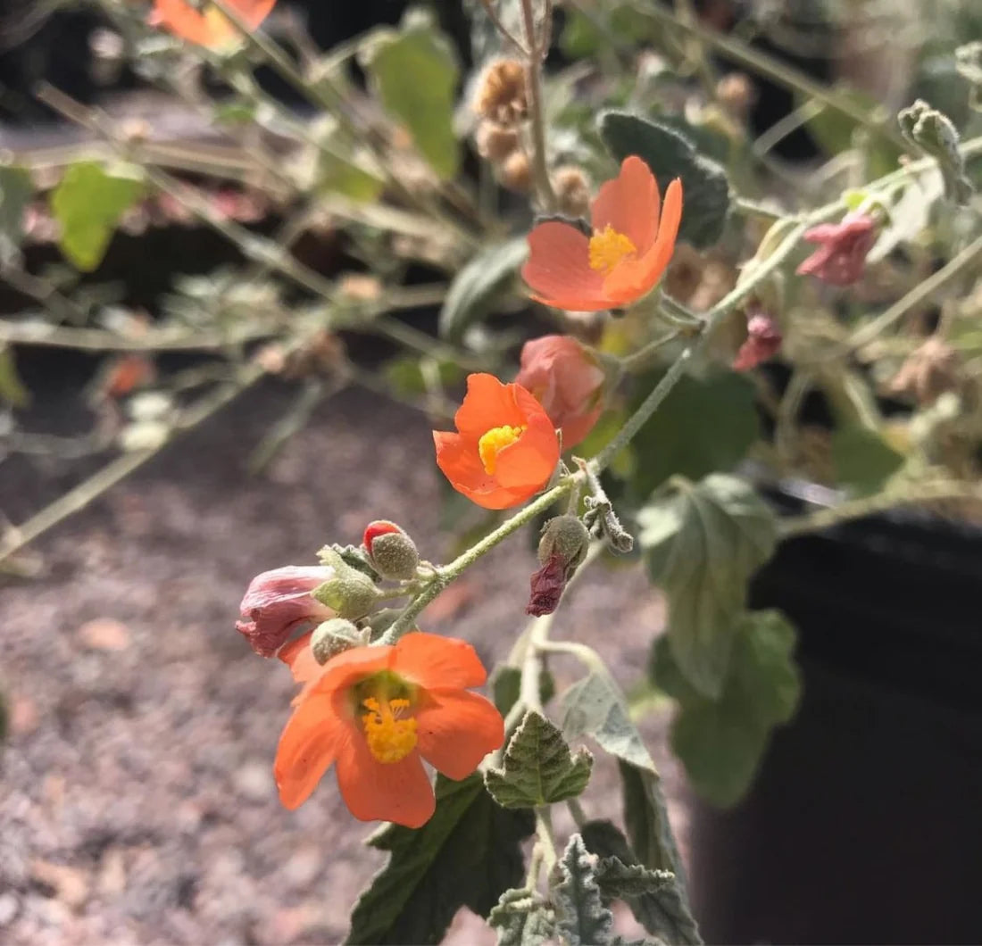 Heirloom Globemallow Flower Seeds, Non-GMO Drought-Tolerant Blooms for ...