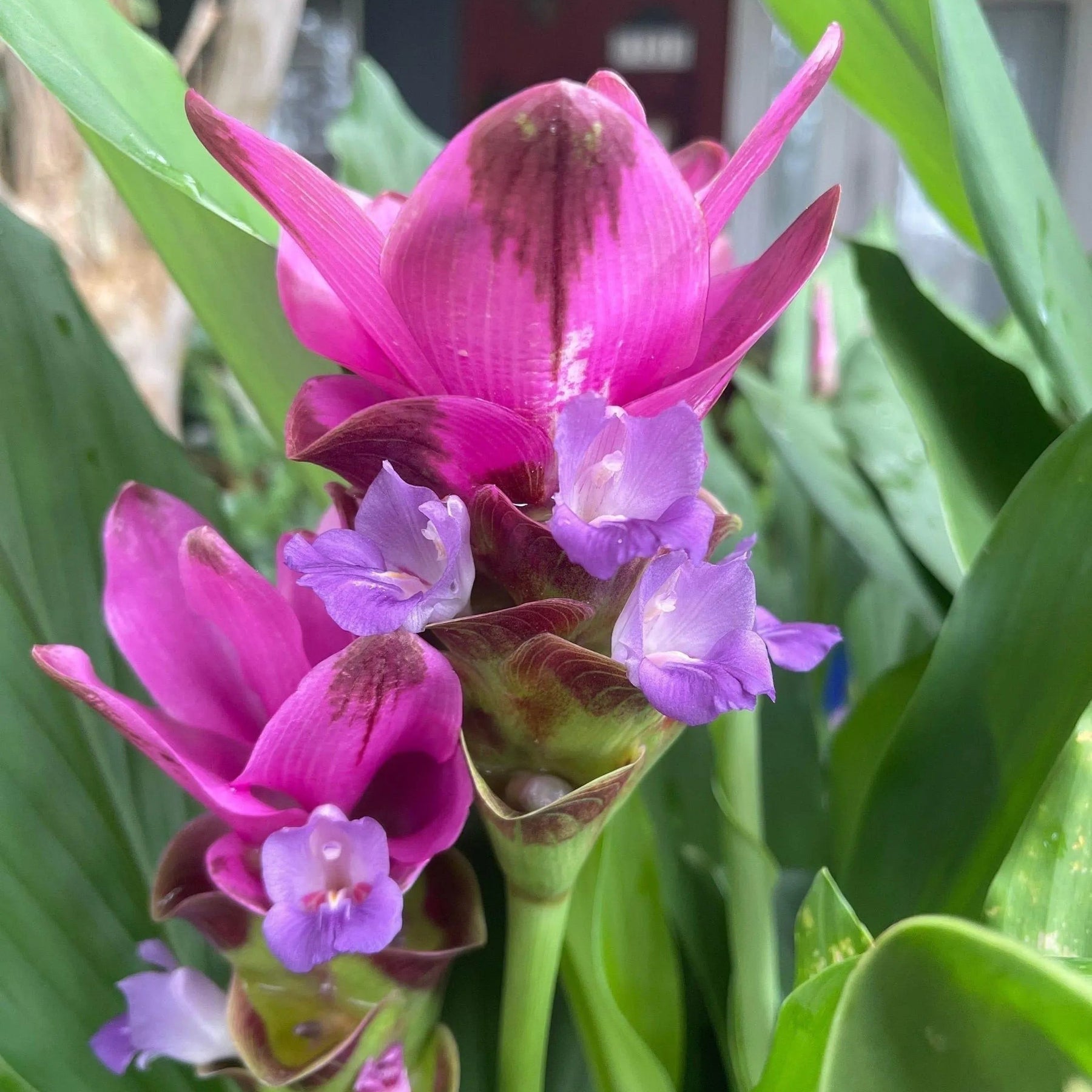 Organic Purple Curcuma Flower Seeds for Planting – Heirloom, Non-GMO ...
