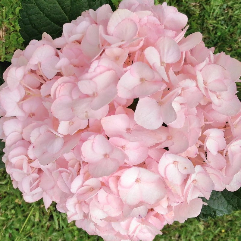 Heirloom Baby Pink Hydrangea Flower Seeds, Non-GMO Soft Blooms for ...