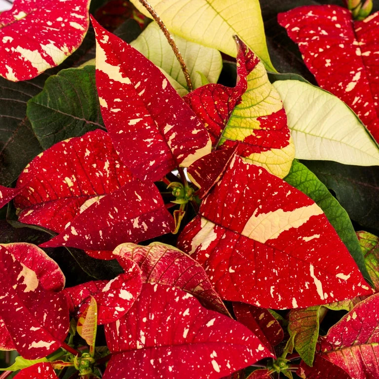 Red White Poinsettia Flower Seeds – Heirloom Non-GMO Festive Blooms for ...
