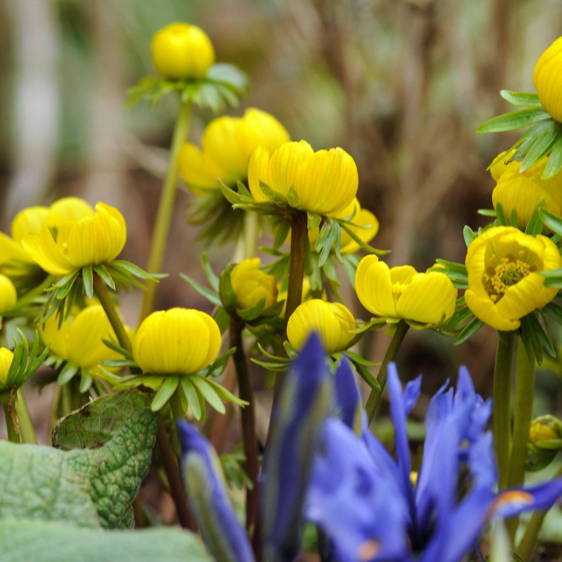 Heirloom Non-GMO Yellow Aconite Flower Seeds for Early Spring Gardens ...