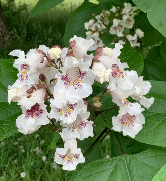 Catalpa Flower Seeds for Planting, NON GMO Seeds - Dharaseeds