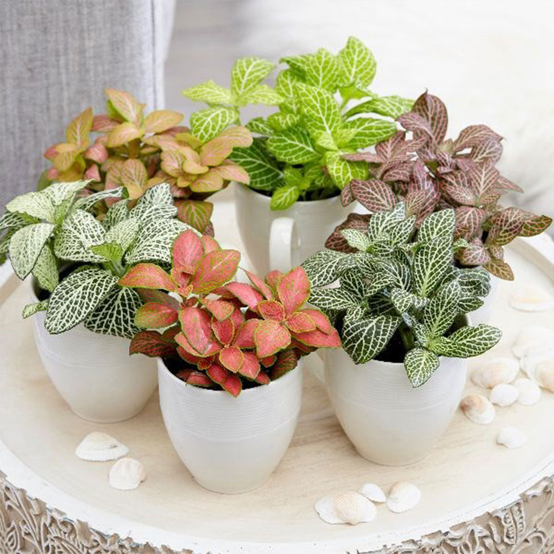 Heirloom Non-GMO Mix Fittonia Nerve Plant Seeds for Colorful Indoor ...