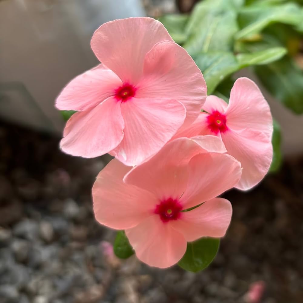 Heirloom Non-GMO Vinca Periwinkle Flower Seeds – Light Pink Blooms for ...