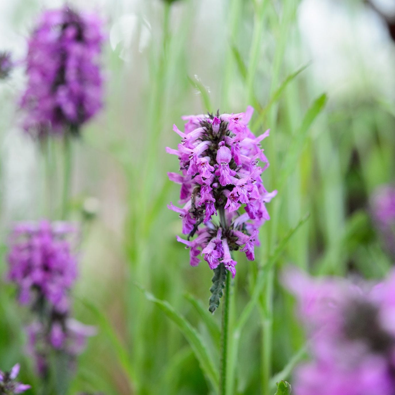 Organic Purple Stachys Plant Seeds for Planting – Heirloom, Non-GMO ...