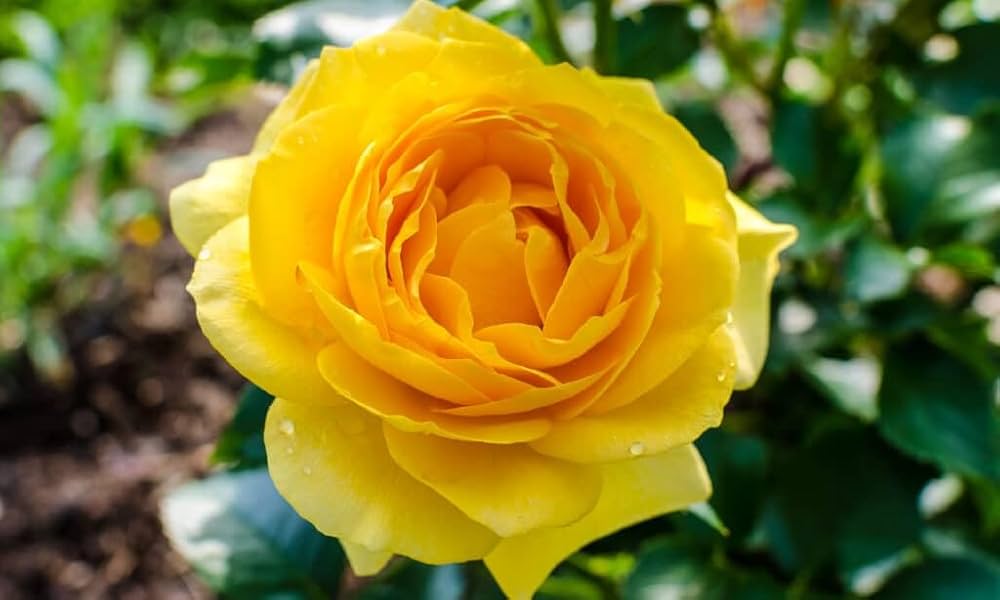 Deep Yellow Rose Plant Seeds for Planting - Non-GMO Heirloom Garden ...