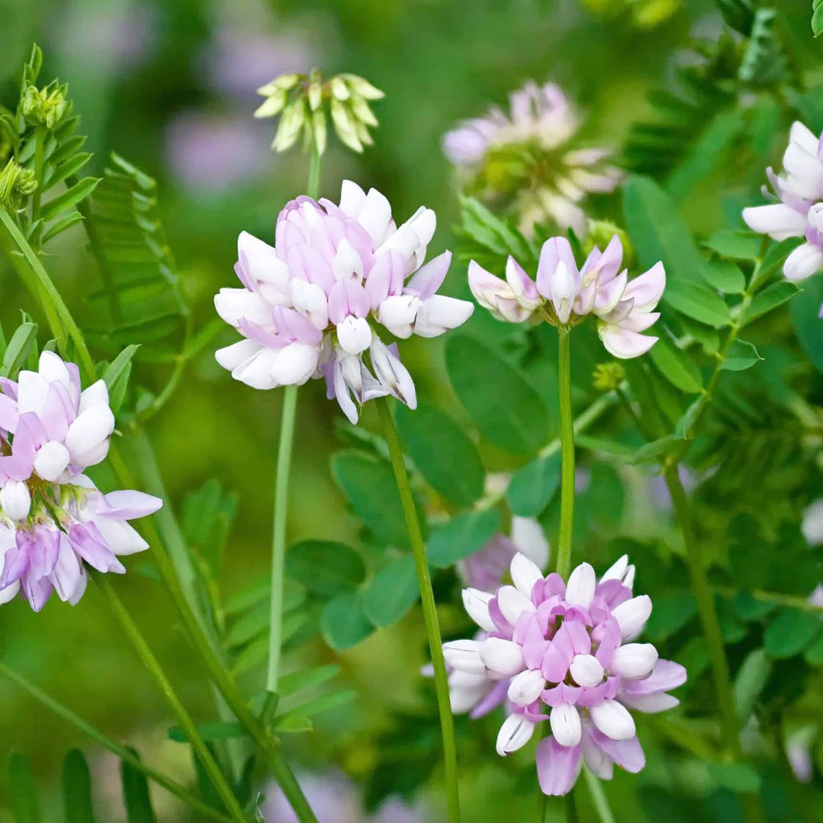 Heirloom Non-GMO Violet Crown Vetch Flower Seeds for Ground Cover and ...