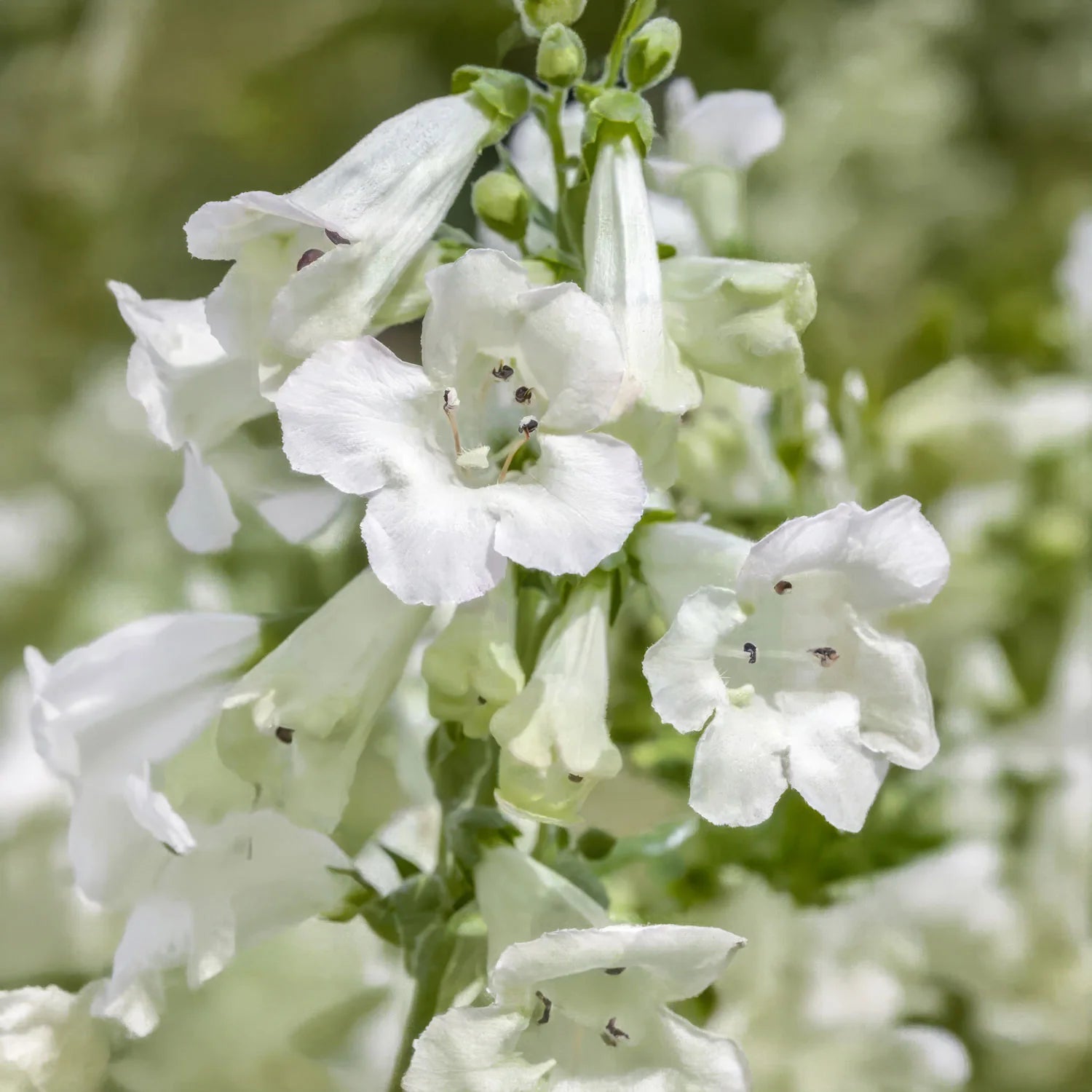 Penstemon White Flower Seeds for Planting – Organic, Heirloom, Non-GMO ...
