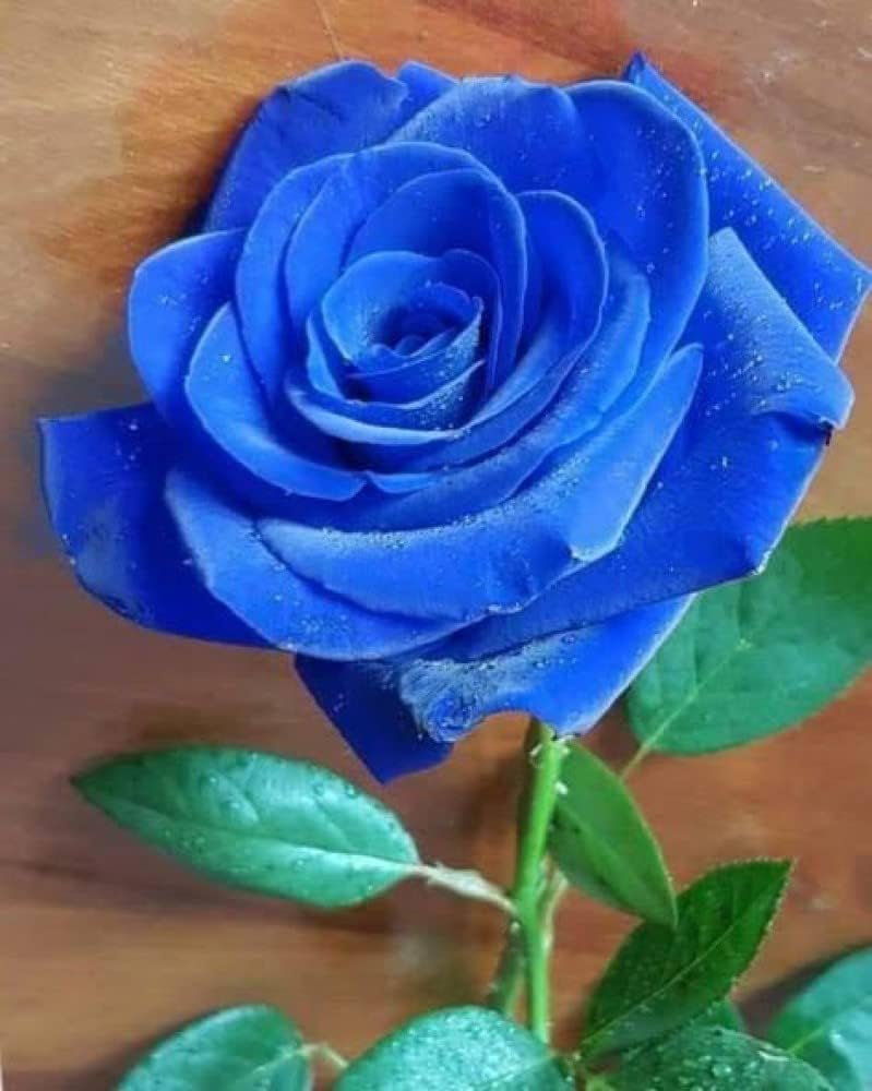 Thai Blue Rose Flower Plant Seeds for Planting - Non-GMO Heirloom ...