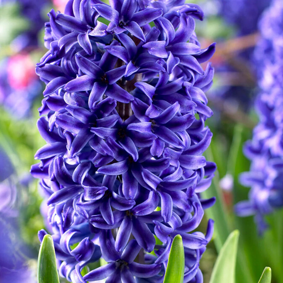Organic Deep Blue Hyacinth Flower Seeds for Planting – Heirloom, Non ...
