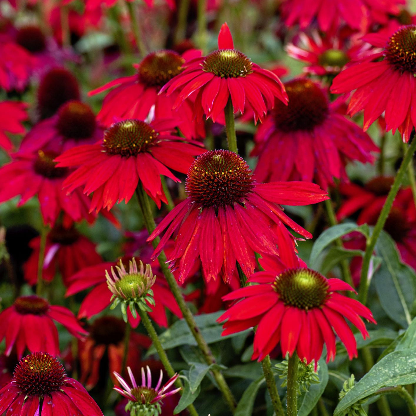 Heirloom Non-GMO Red Perennial Flower Seeds for Planting – Bold and ...