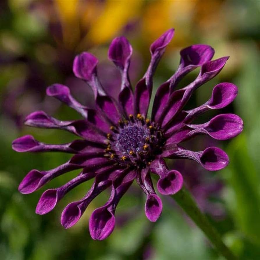 Chrysanthemum Power Spider Seeds – Organic, Heirloom, Non-GMO Garden ...