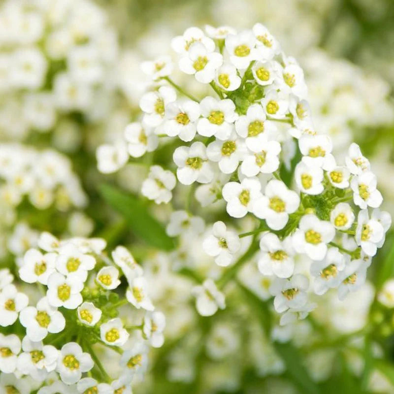 Heirloom Non-GMO White Snow Flower Seeds for Serene Garden Landscapes ...