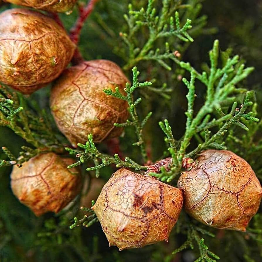 Italian Cypress Tree Seeds (Cupressus sempervirens) – Heirloom Non-GMO ...