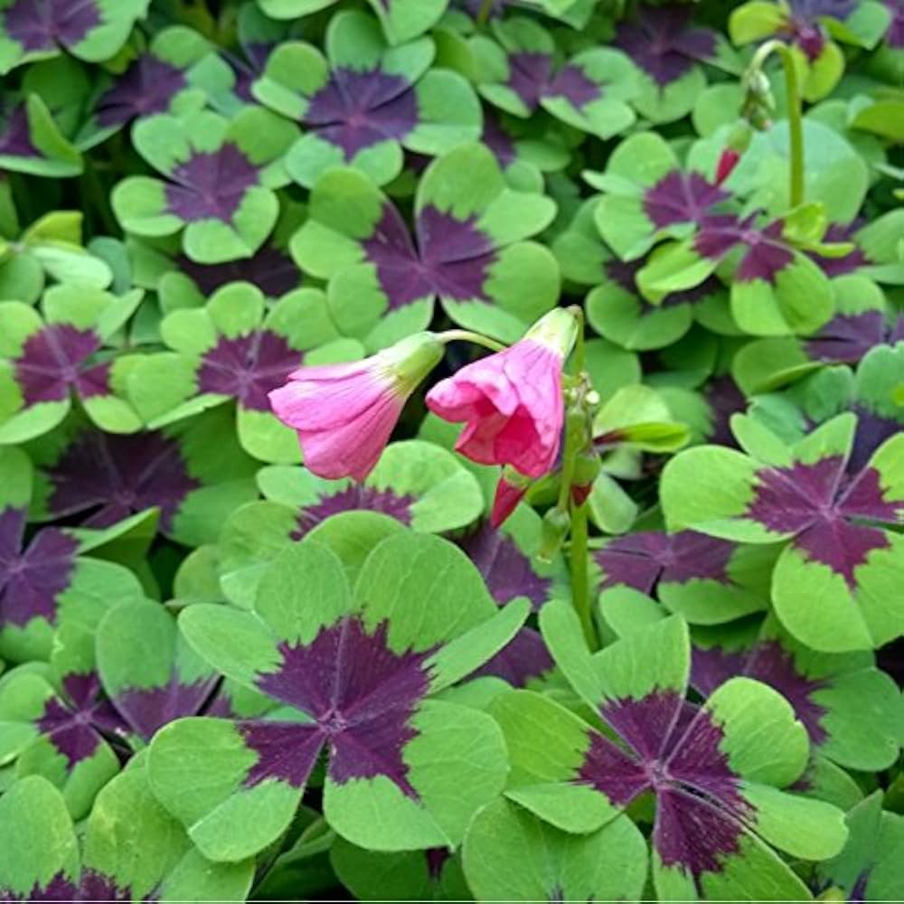 Oxalis Iron Cross Plant Seeds – Heirloom, Non-GMO Seeds for Planting ...