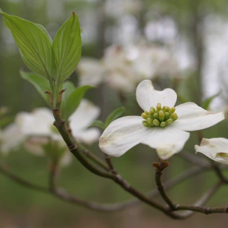 Heirloom Non-GMO Cornus Flower Seeds for Garden Planting – Ornamental ...