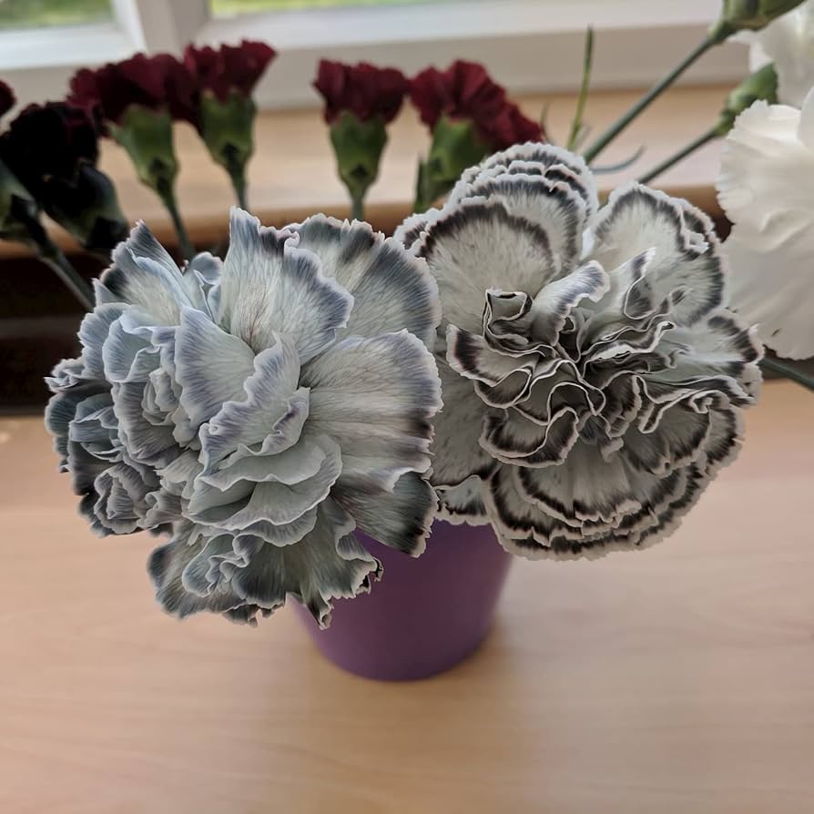 Organic Gray Carnation Flower Seeds for Planting – Heirloom, Non-GMO ...