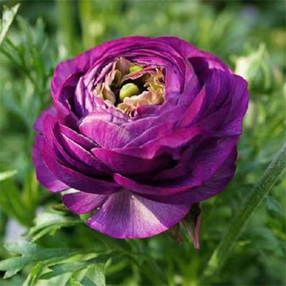 Violet Ranunculus Flower Seeds for Planting – Heirloom Non-GMO Seeds ...